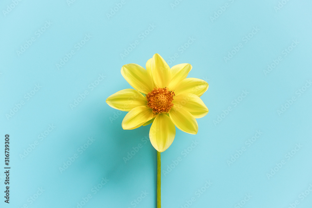 Single Yellow Flower