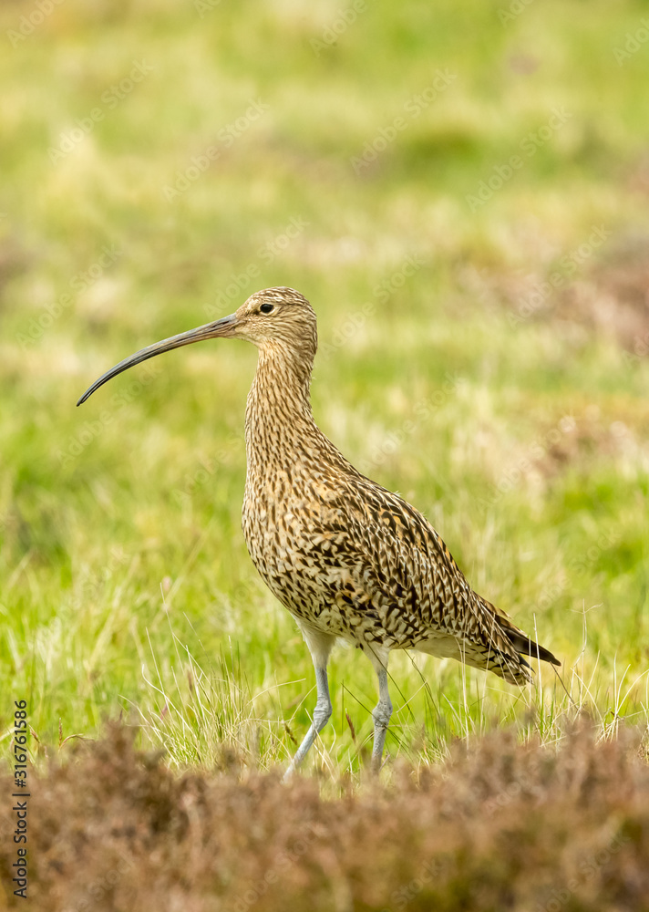 Curlew, adult curlew in natural moorland habitat during the breeding ...