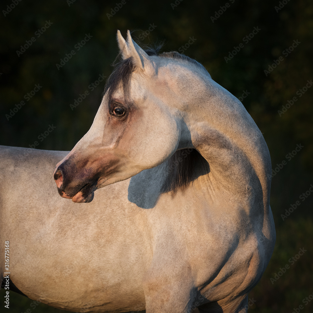 Arabian Horse Head