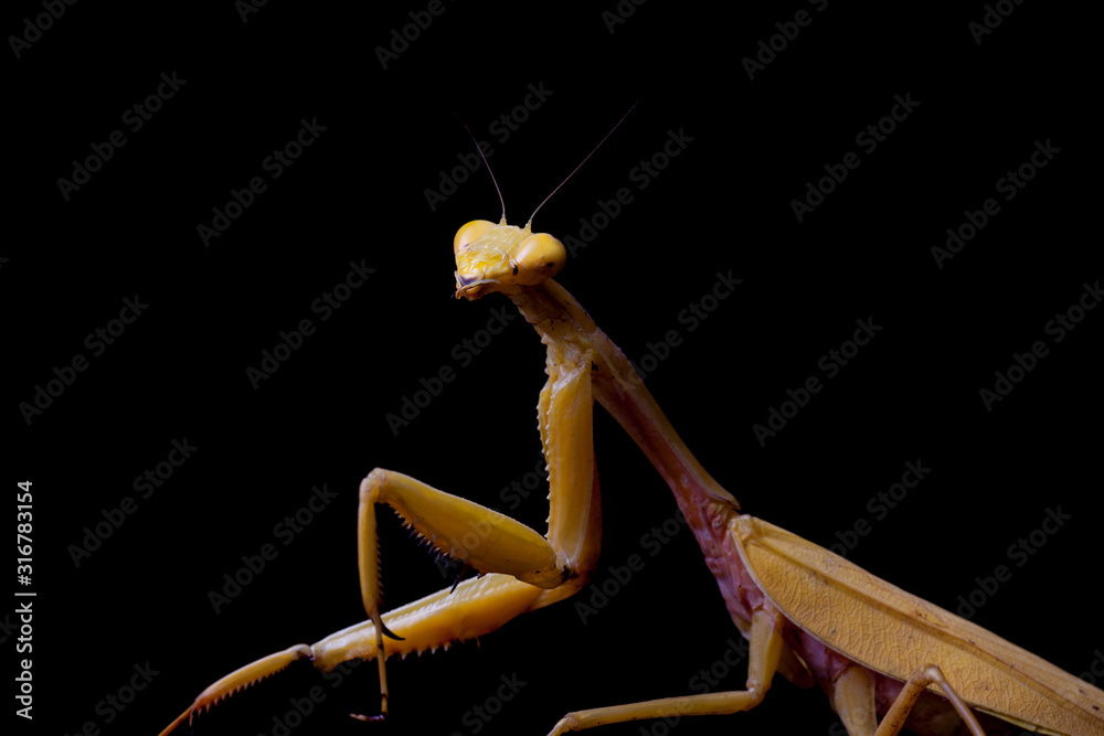 Giant Asian Yellow Praying Mantis (Hierodula membranacea) isolated on ...