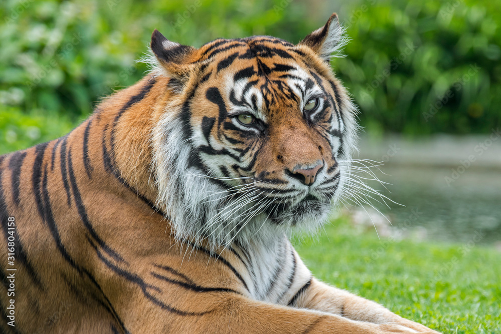 Panthera Tigris Sondaica