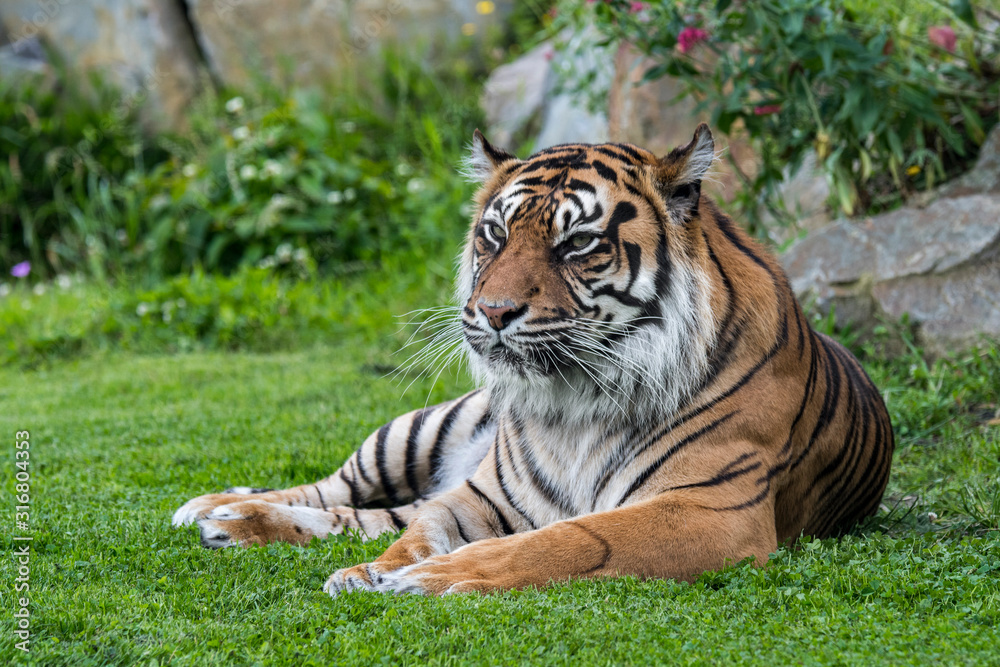 Panthera Tigris Sondaica