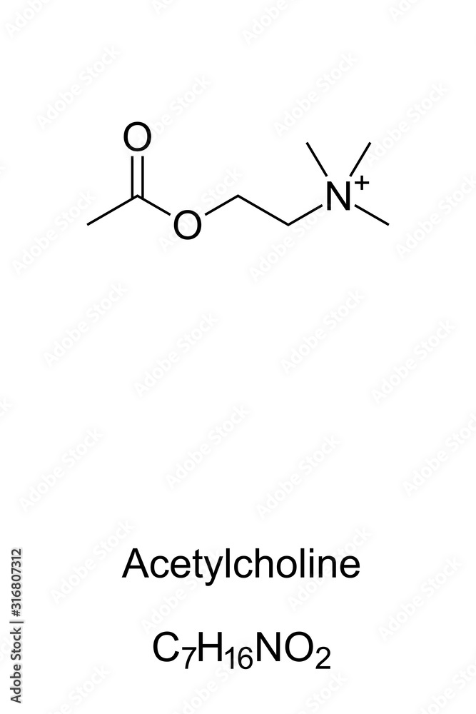 Acetylcholine Neurotransmitter
