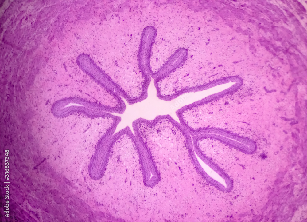 Bull ureter cross-section - permanent microscope slide (stained by ...