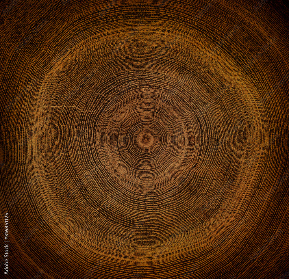 Oak Tree Rings