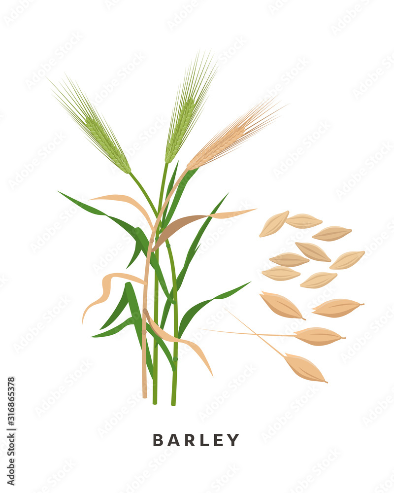 Barley Plant Vector