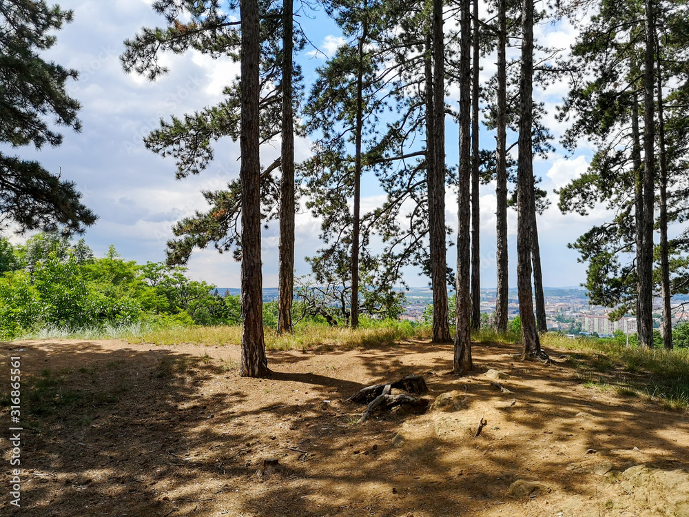 Small urban forest with a few trees. Residential buildings can be seen ...