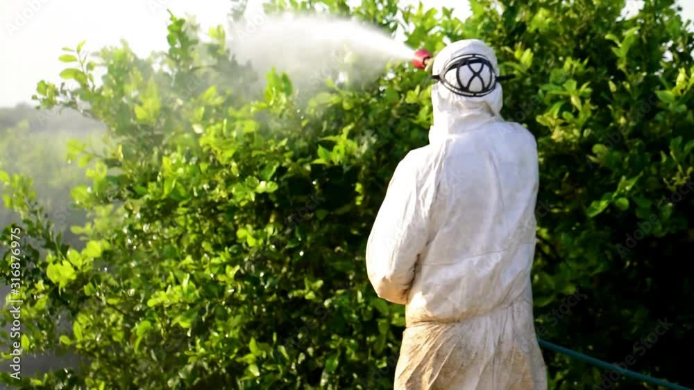 Weed insecticide fumigation. Organic ecological agriculture. Spray ...