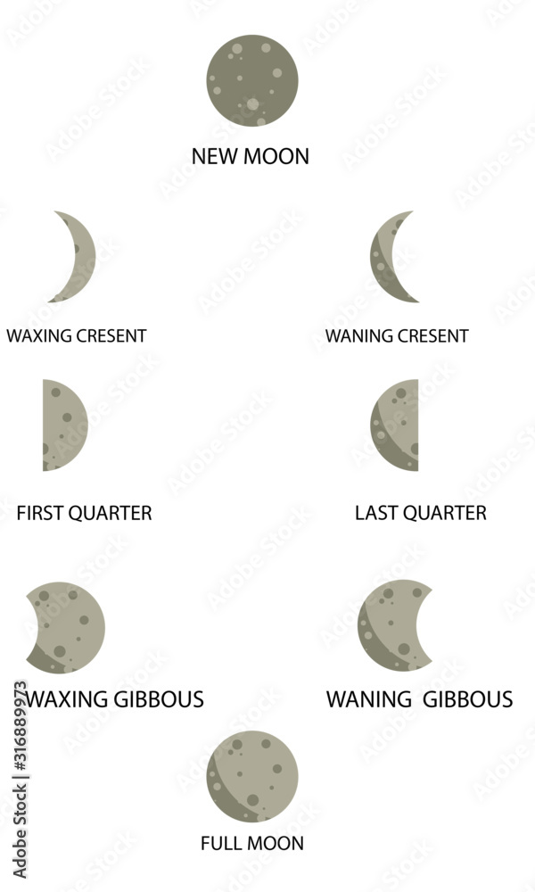Phases of moon, vector set of moon's phases isolated on white ...