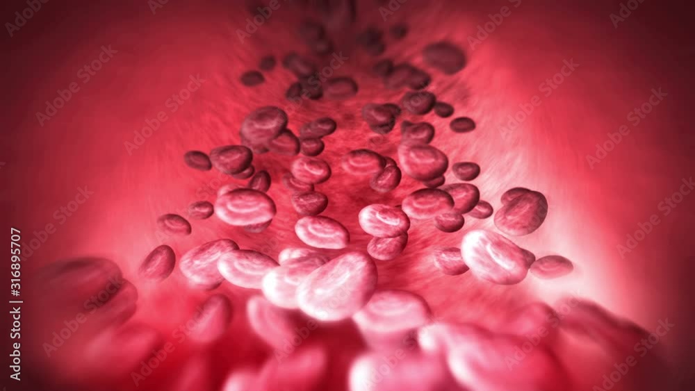Human circulatory system. 3D loop animation of human blood vessel with ...