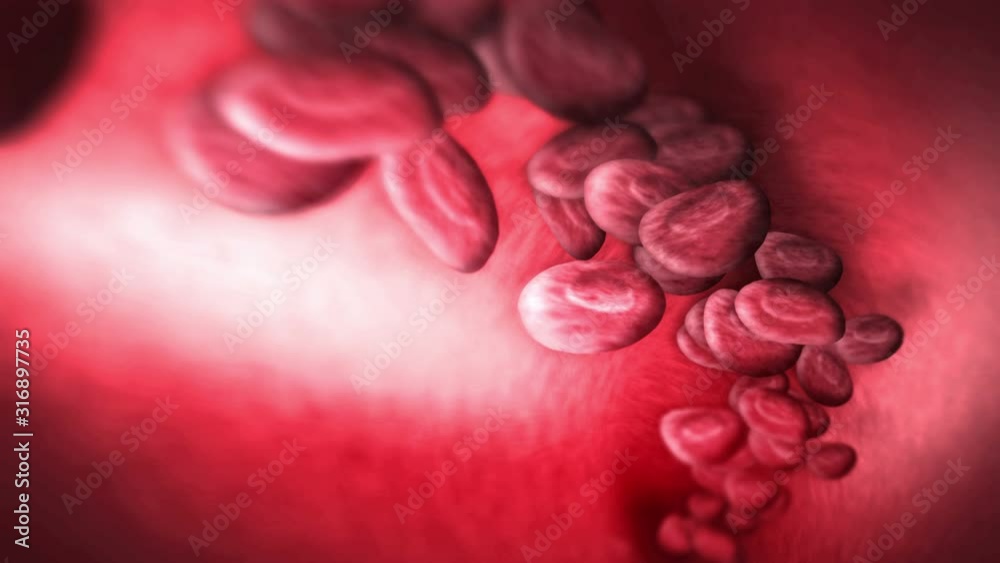 Human circulatory system. 3D loop animation of human blood vessel with ...