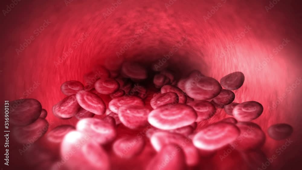 Human circulatory system. 3D loop animation of human blood vessel with ...