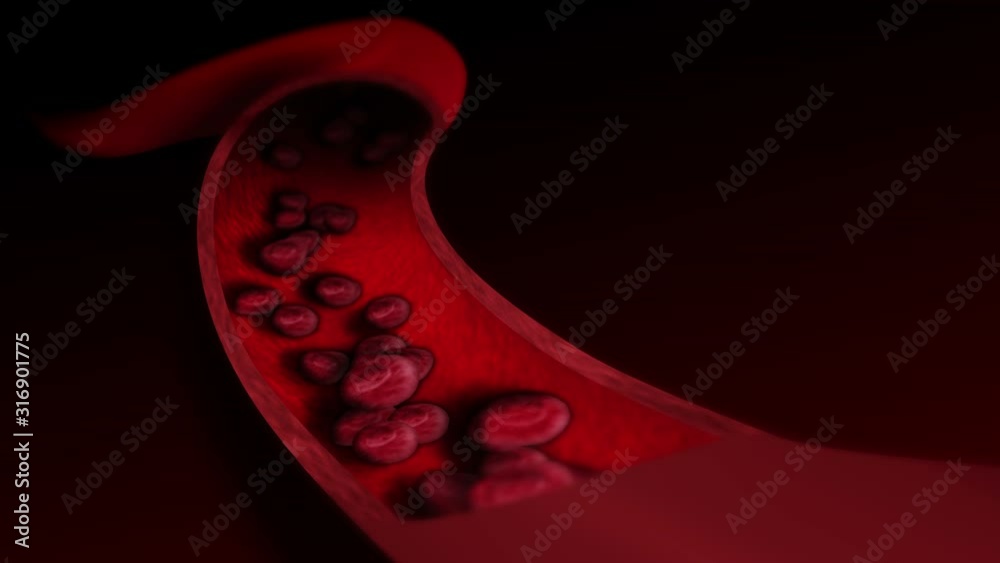 Human circulatory system. 3D loop animation of human blood vessel with ...