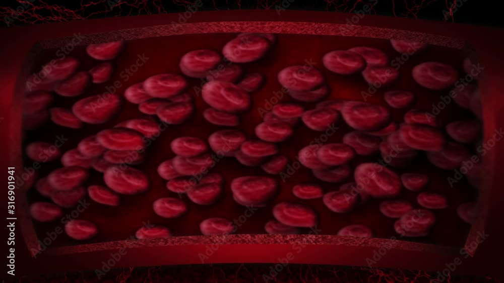 Human circulatory system. 3D loop animation of human blood vessel with ...