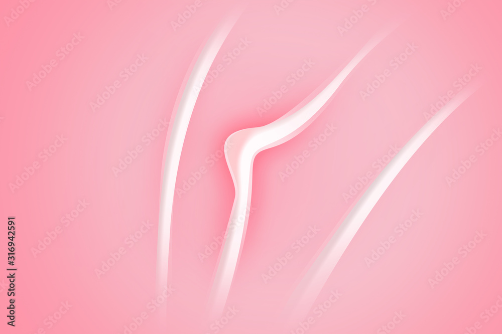 Female reproductive system and clitoris. Anatomical structure of the ...