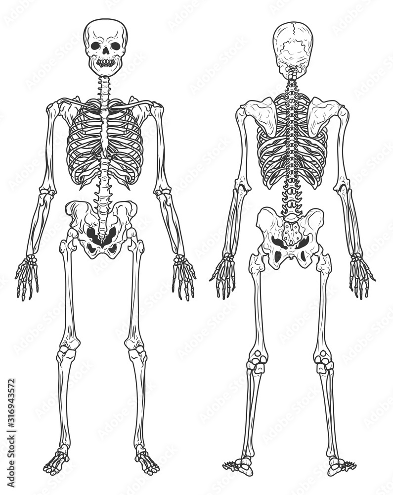 Human Bone Structure