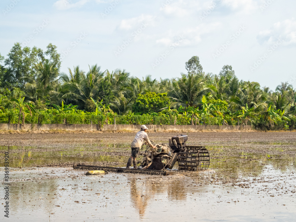 Mekong River Delta Rice