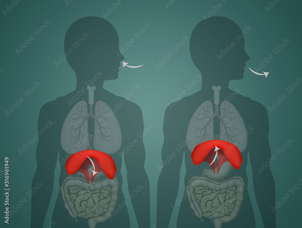 how the diaphragm works in breathing Hazır İllüstrasyon | Adobe Stock