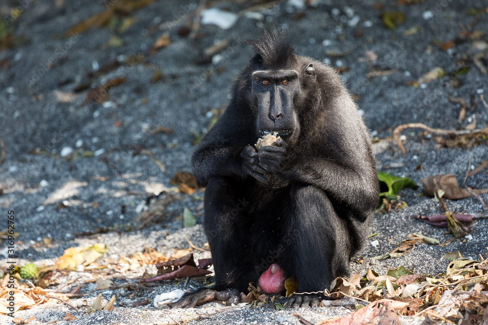 Beautiful Celebes crested macaque (Macaca nigra), aka the black ape, an ...