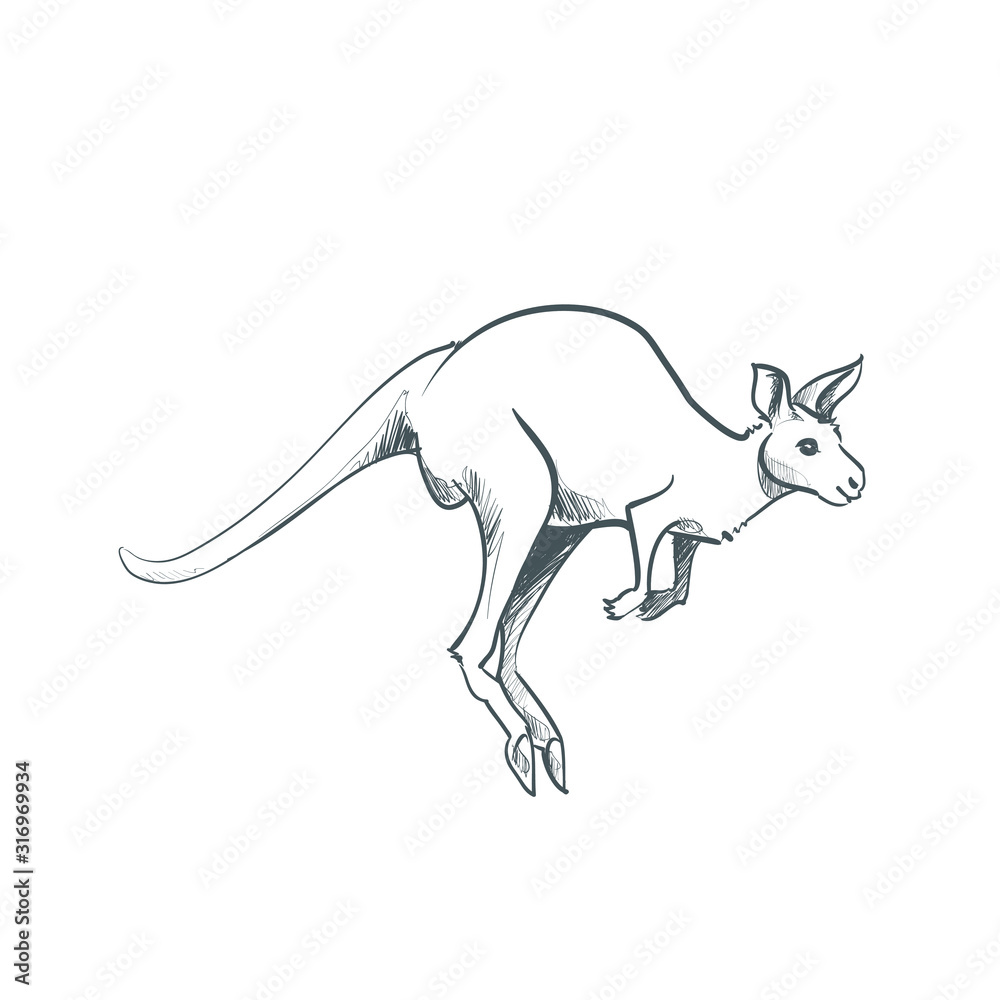 Australian Kangaroo Drawing