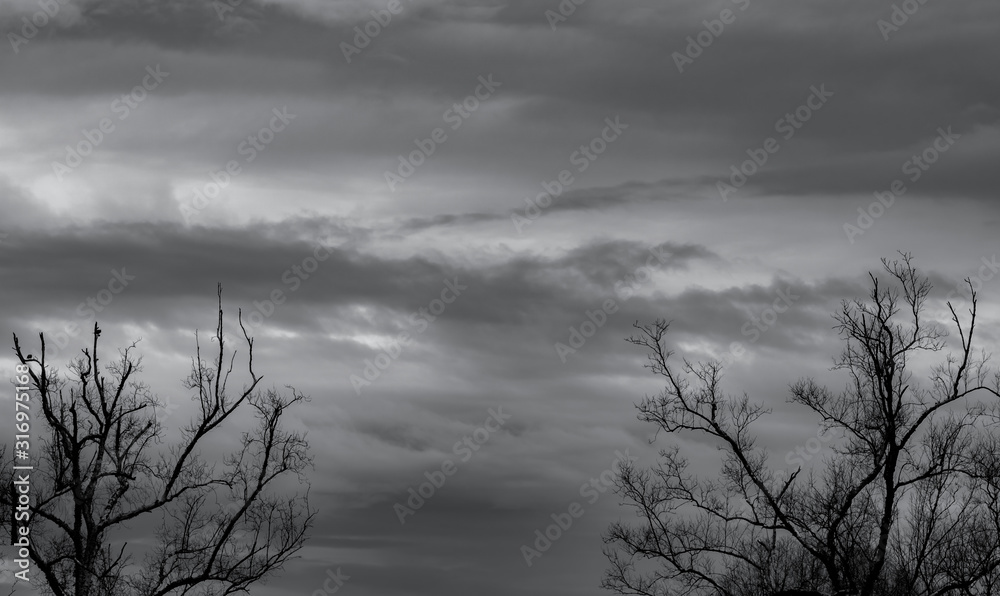 Foto de Silhouette dead tree on dark sky and gray clouds background for ...