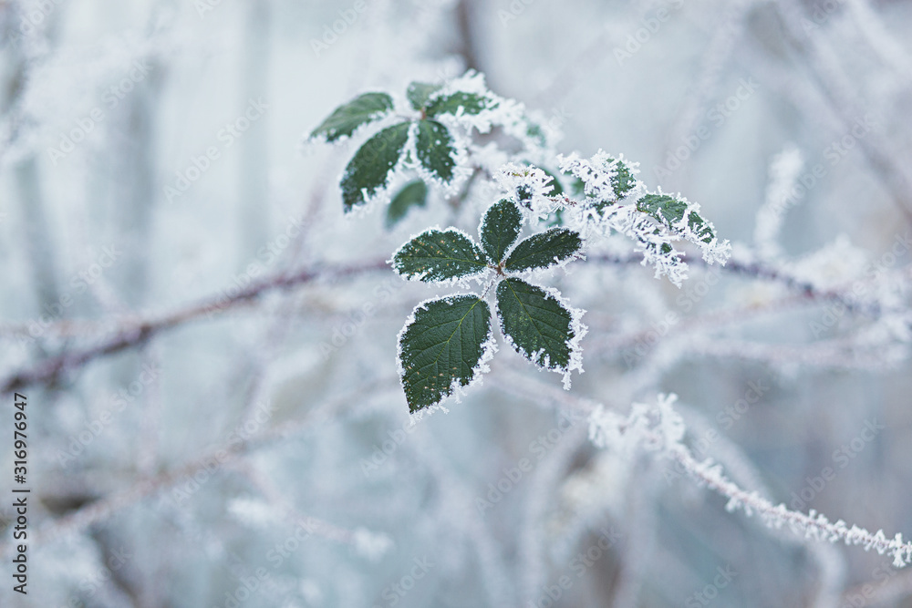 Barren Ice