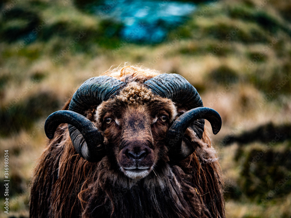 Quintessence Of Life