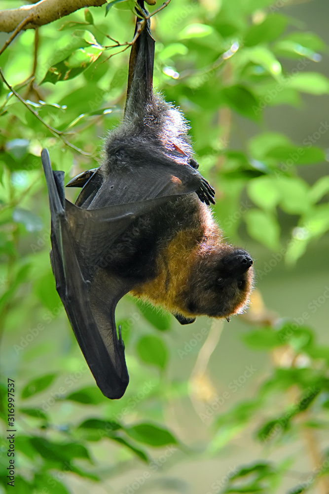 the grey-headed flying fox hanging upside down on a tree branch Stock ...