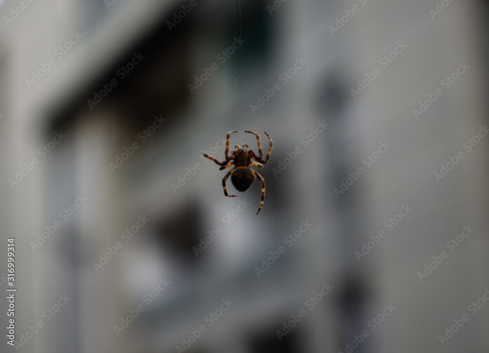 spider crawling on a web Stock Photo | Adobe Stock