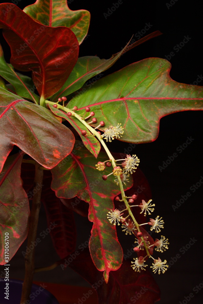 Flowering croton codiaeum variegatum. Codiaeum variegatum. Flower of a ...