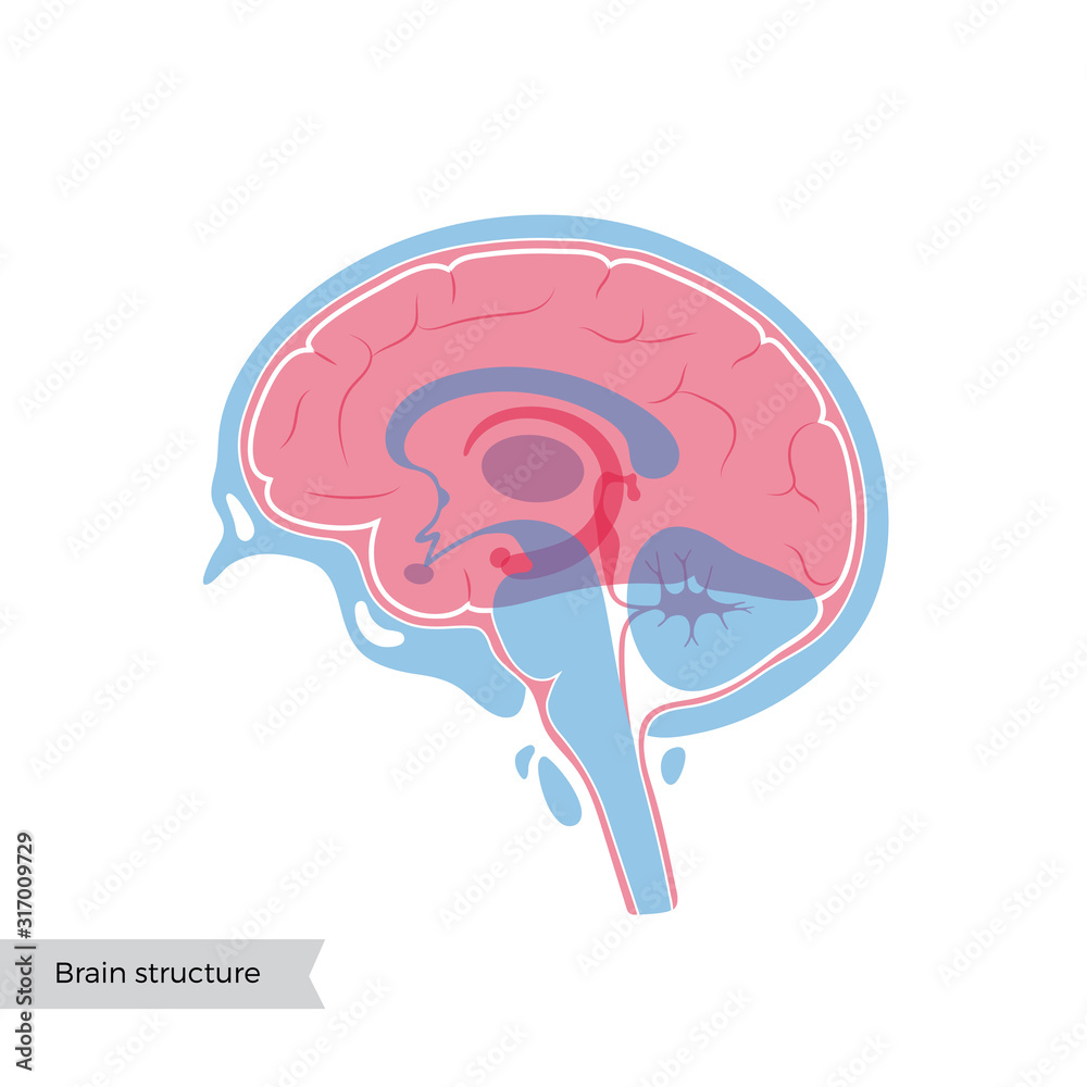 Vector illustration of human brain anatomy Stock Vector | Adobe Stock