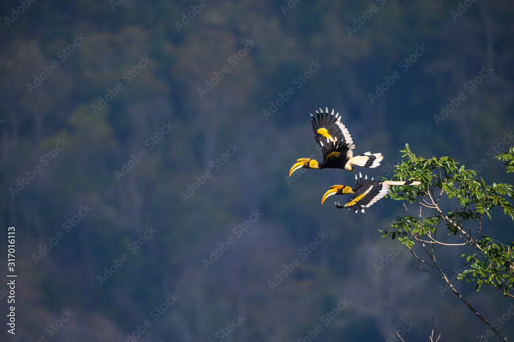 Beautiful Great Hornbill flying in nature Stock Photo | Adobe Stock