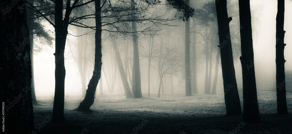 A spooky scenery of a trees. Halloween themed landscape. Foggy morning ...