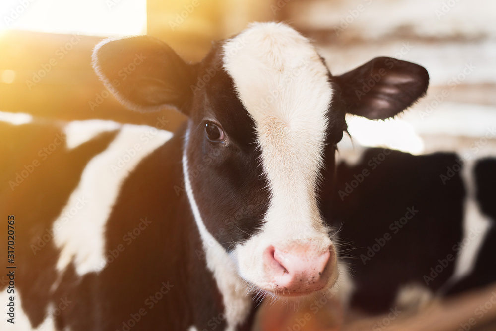 calf on the farm. Inside the farm is a cute baby cow. A lot of hay ...