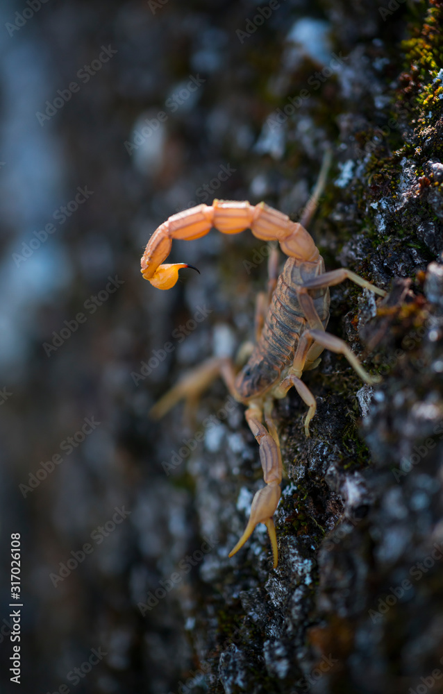 COMMON YELLOW SCORPION - Escorpión común, amarillo o alacrán (Buthus ...