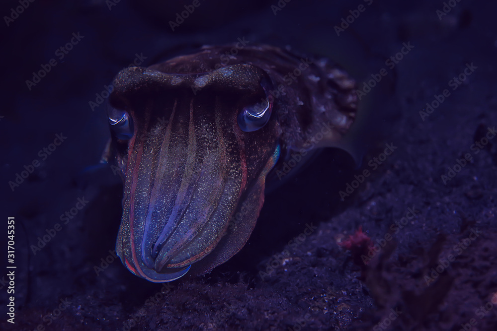 cuttlefish underwater / underwater world, marine life wildlife animal ...