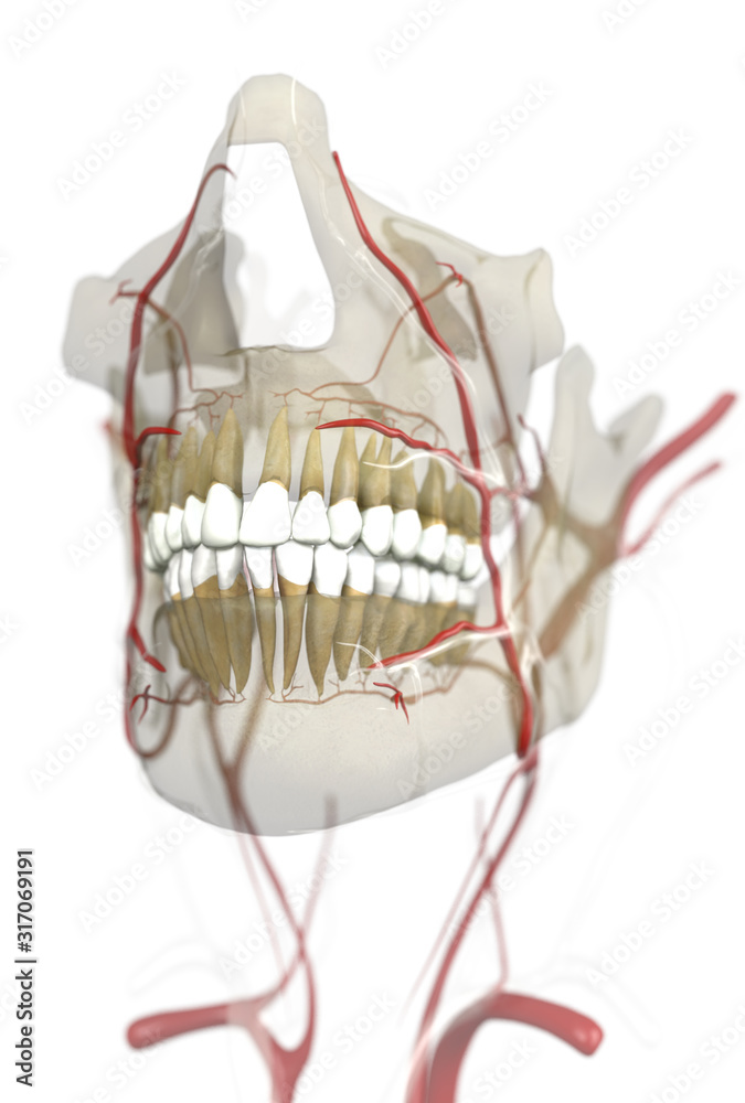 Diagonal view of orofacial dental anatomy with veins and nerves white ...