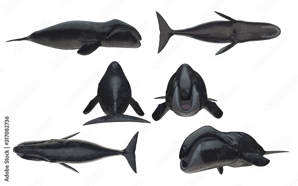 Multiple angle views of bowhead whale with 6 different view isolated ...