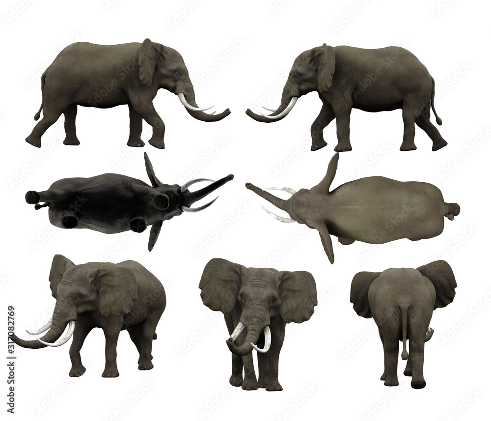 Multiple angle views of elephant with 7 different view isolated white ...