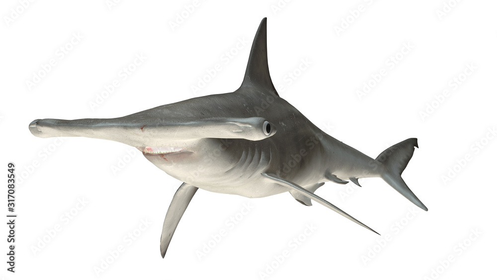 Hammerhead Shark Background