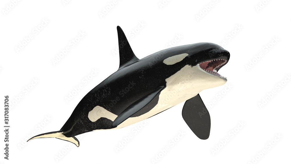 Isolated killer whale orca open mouth left diagonal view on white ...