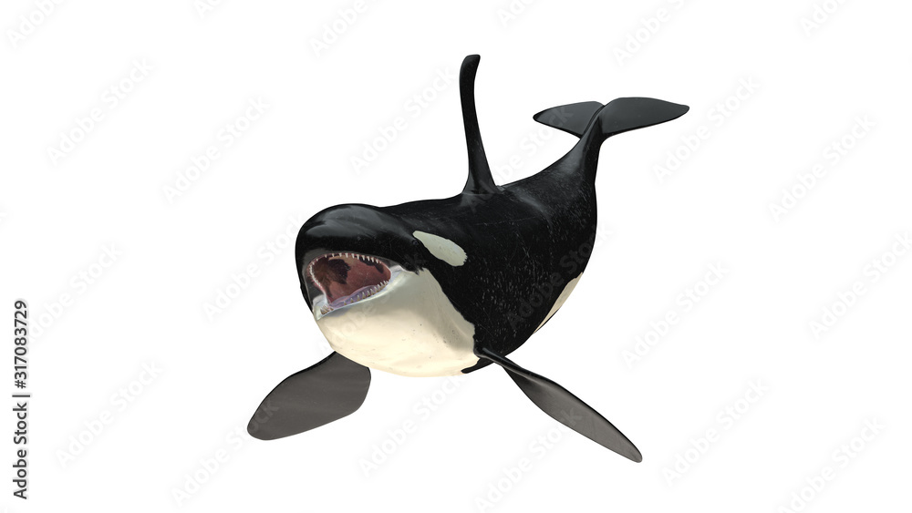 Isolated killer whale orca open mouth front side view on white ...