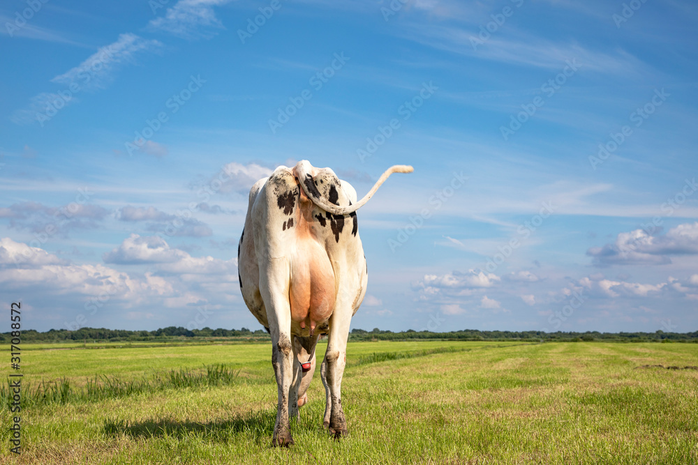 Grazing cow from behind, swinging tail and large udder in a field under ...