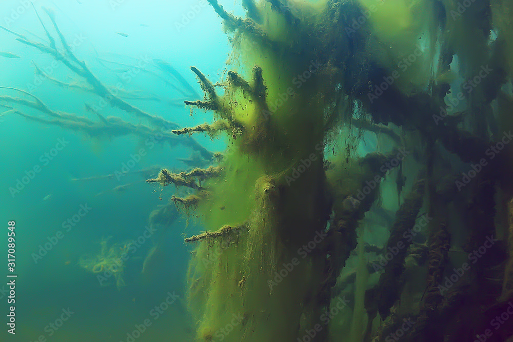 mangrove forest underwater photo / flooded trees, unusual underwater ...