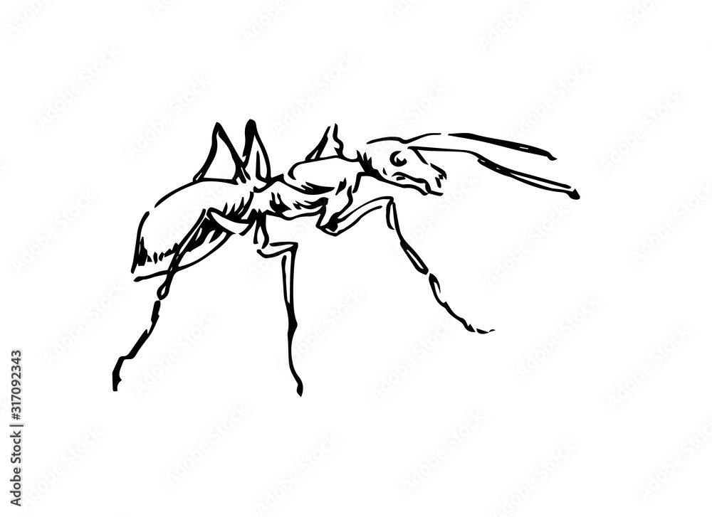 Hand drawn ant insect, outline pismire painted by ink, emmet sketch ...