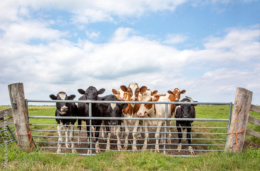 Foto de Group of young cows behind a gate, together standing in a ...