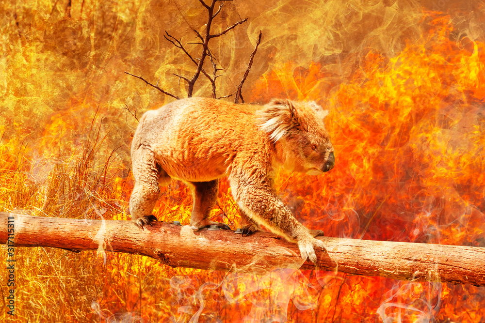 Koala bear on eucalyptus branch escape from australian bushfires in ...
