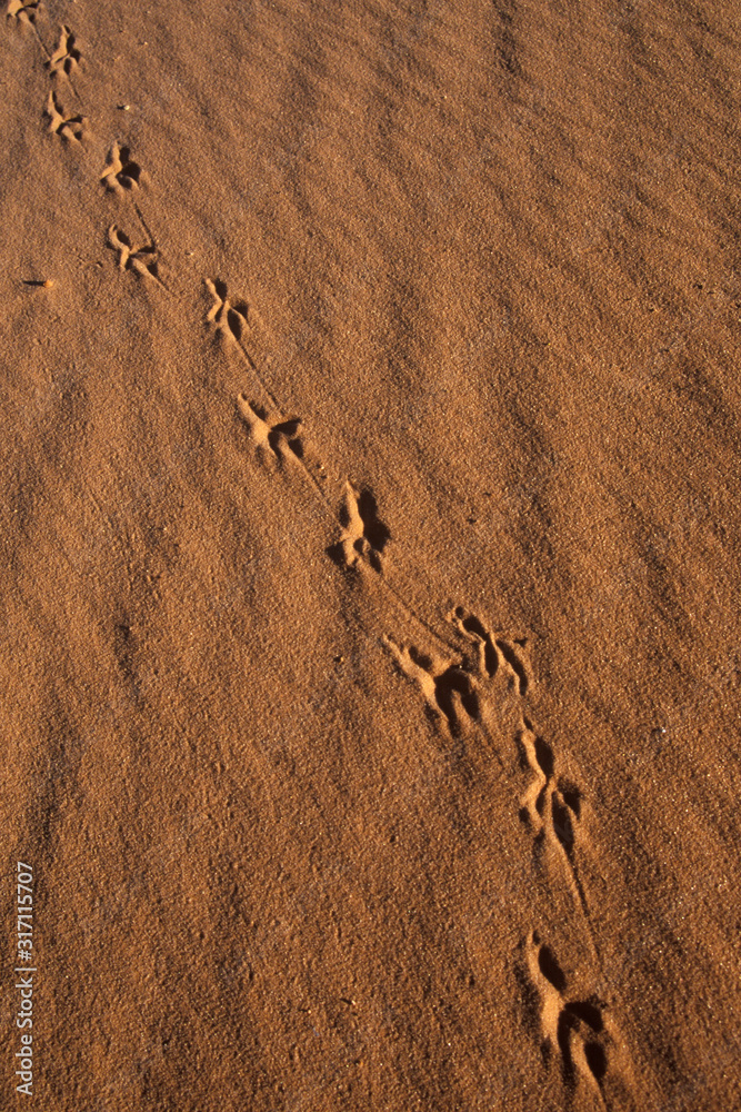 Animal Tracks in Sand, Coral Pink Sand Dunes State Park, Utah Stock ...