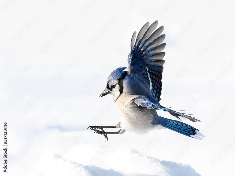 Blue Jay Landing