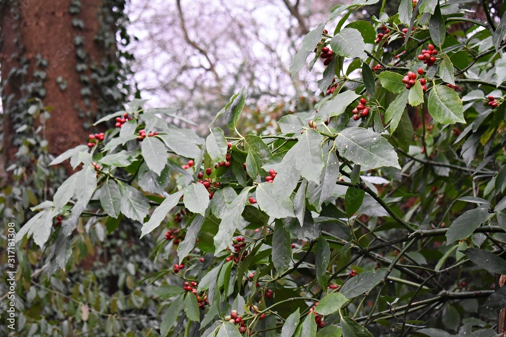 Aucuba Japonica. Japanese Laurel Dentata, commonly called spotted ...
